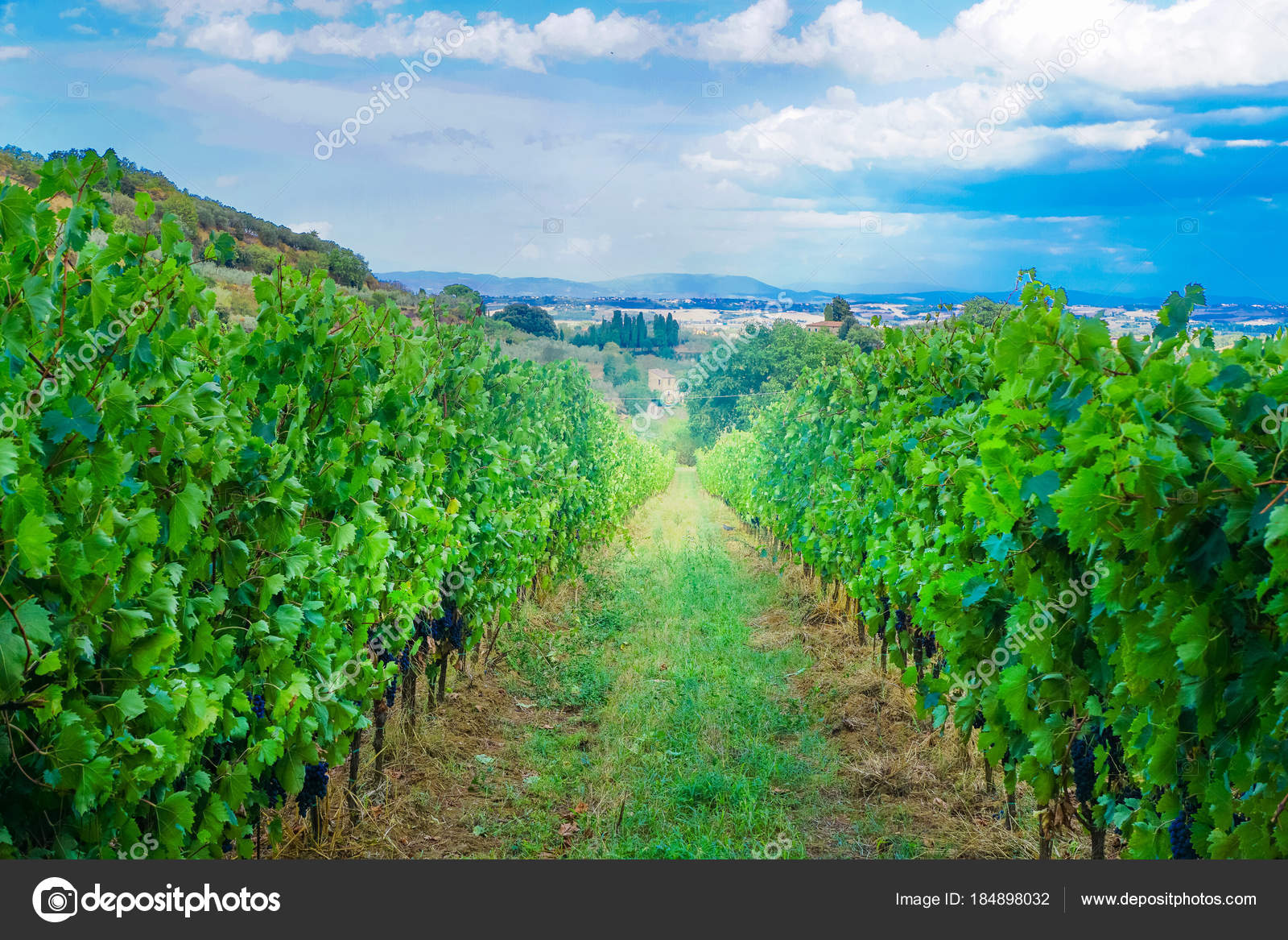 Grape Vineyard Landscapes