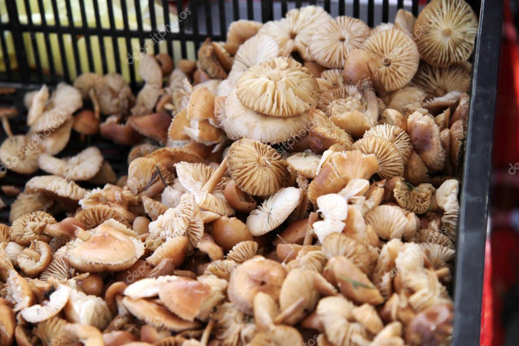 Marasmius oreades, el sombrero escocés, también es conocido como el ...