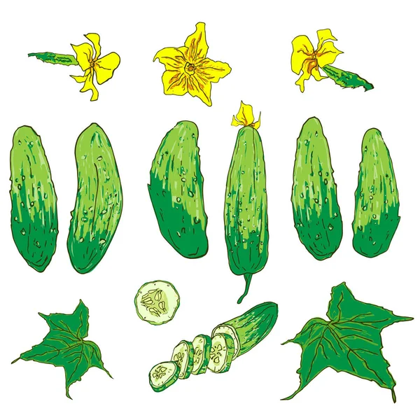 Morphology Cucumber Plant Root System Flowers Fruits Stock Vector Image ...