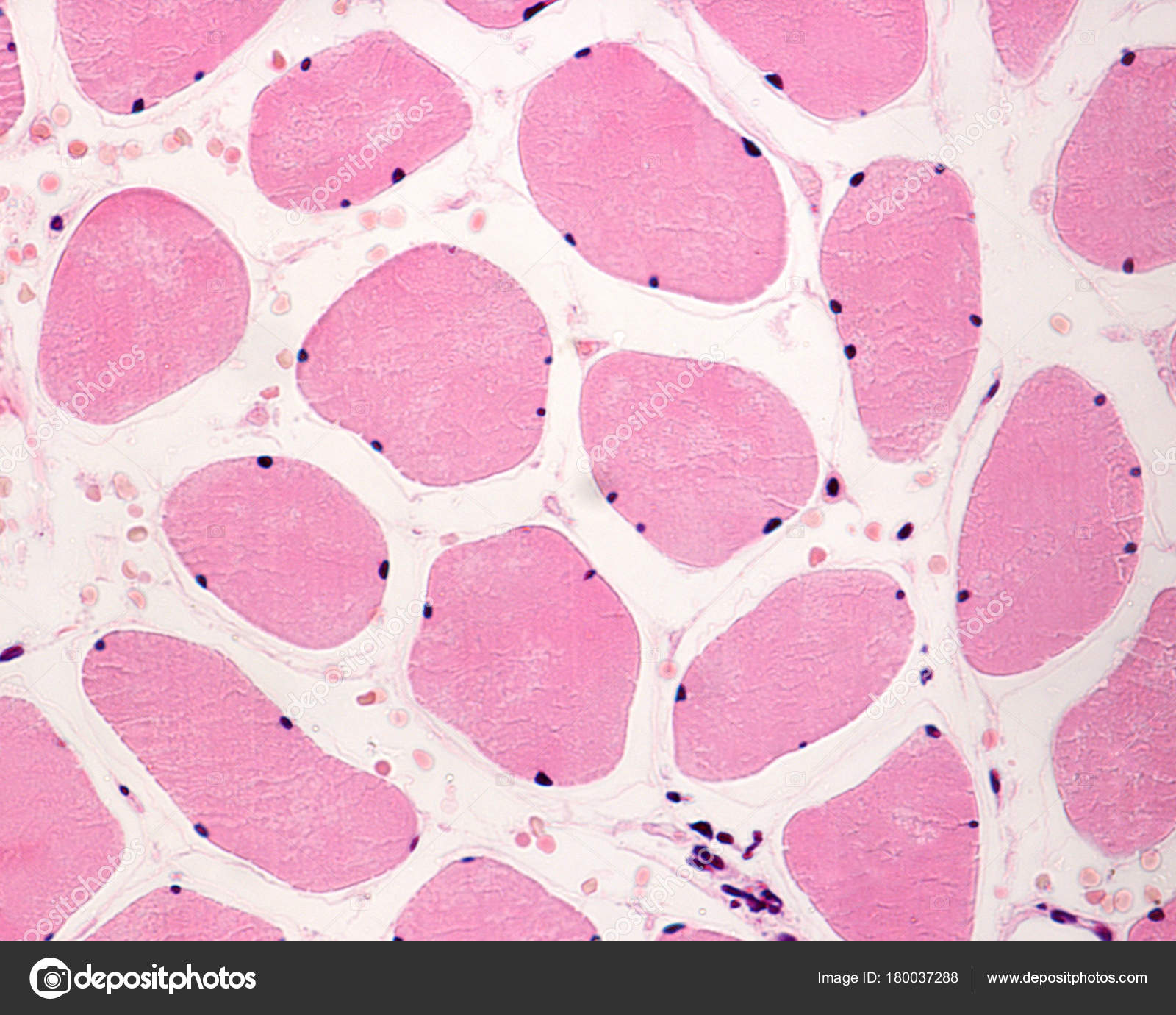 Skeletal Muscle Cell Microscope