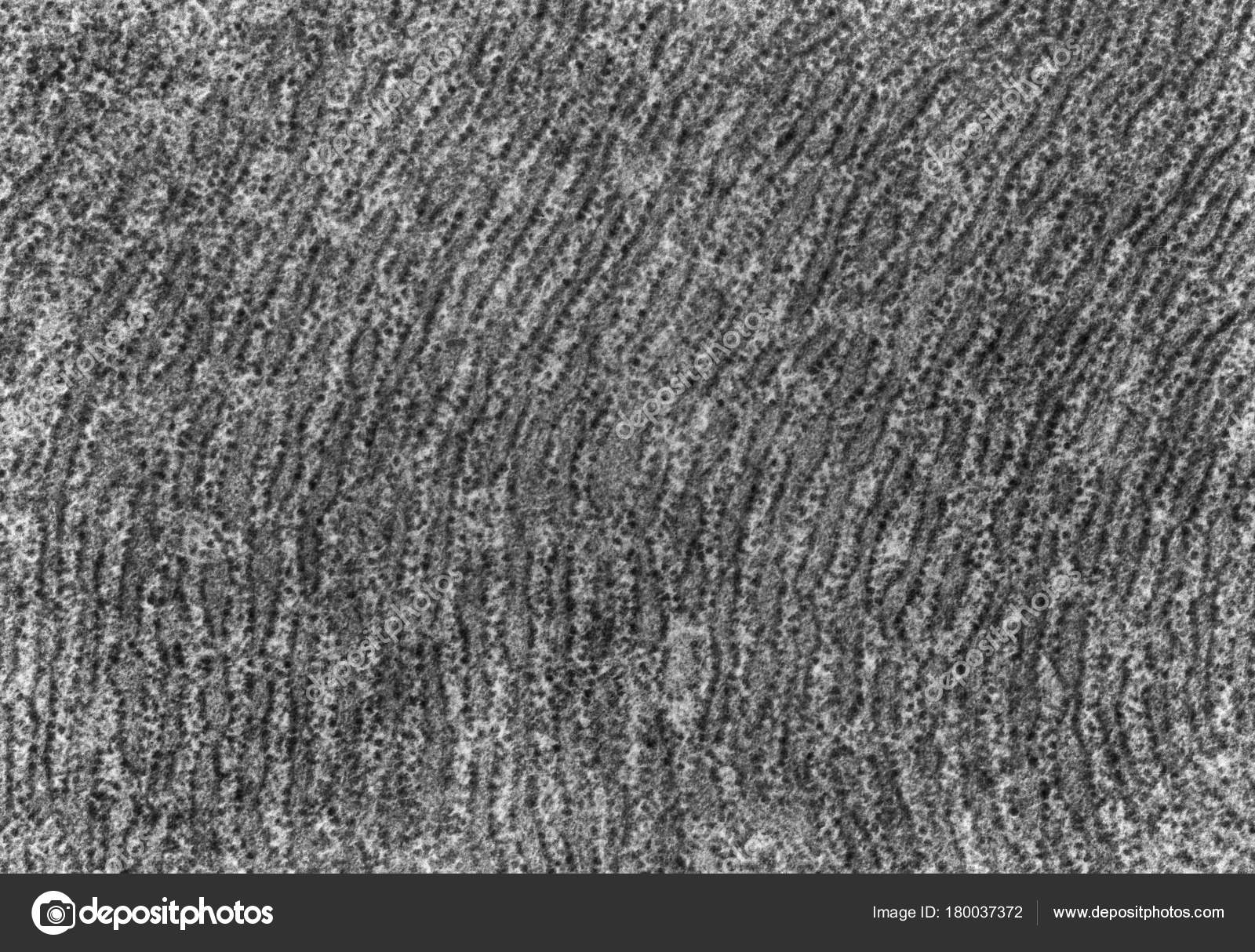 Endoplasmic Reticulum Microscope