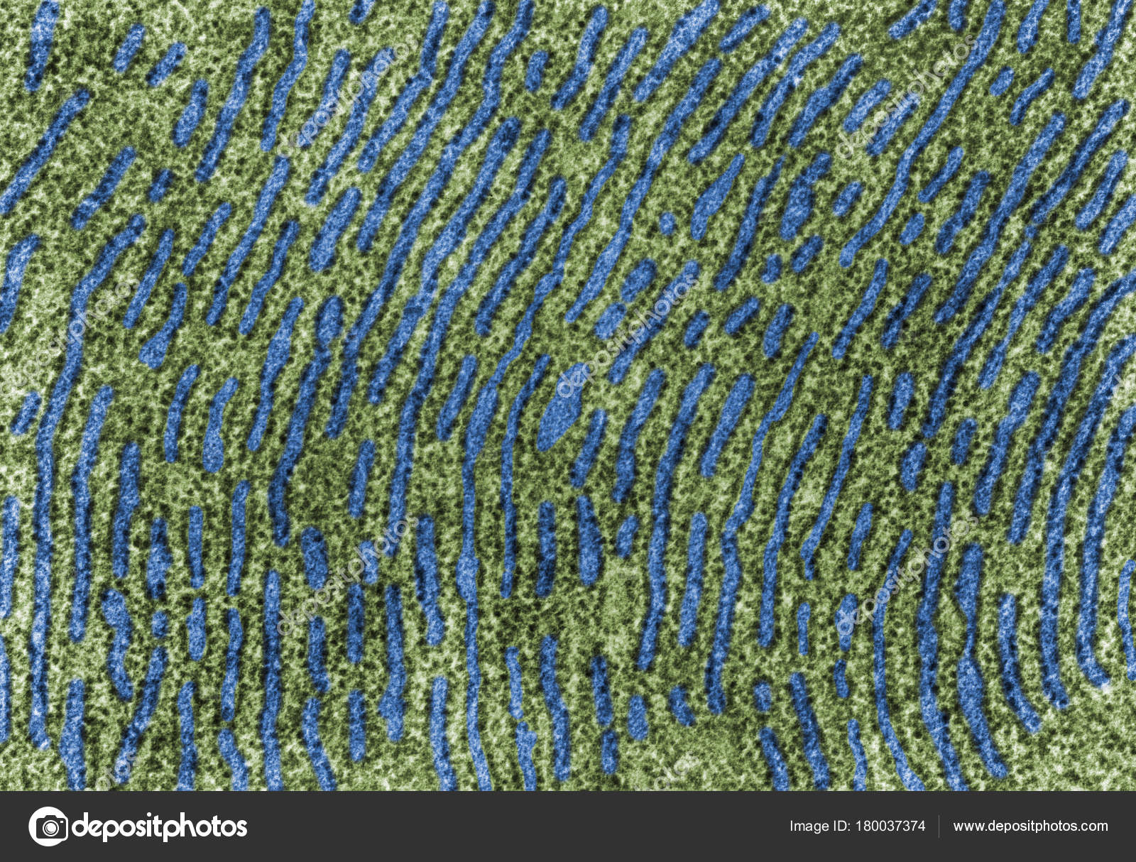 Electron Microscope Color Images Cell