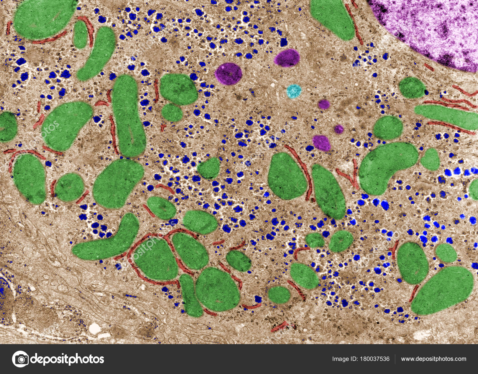 Cytoplasm Microscope