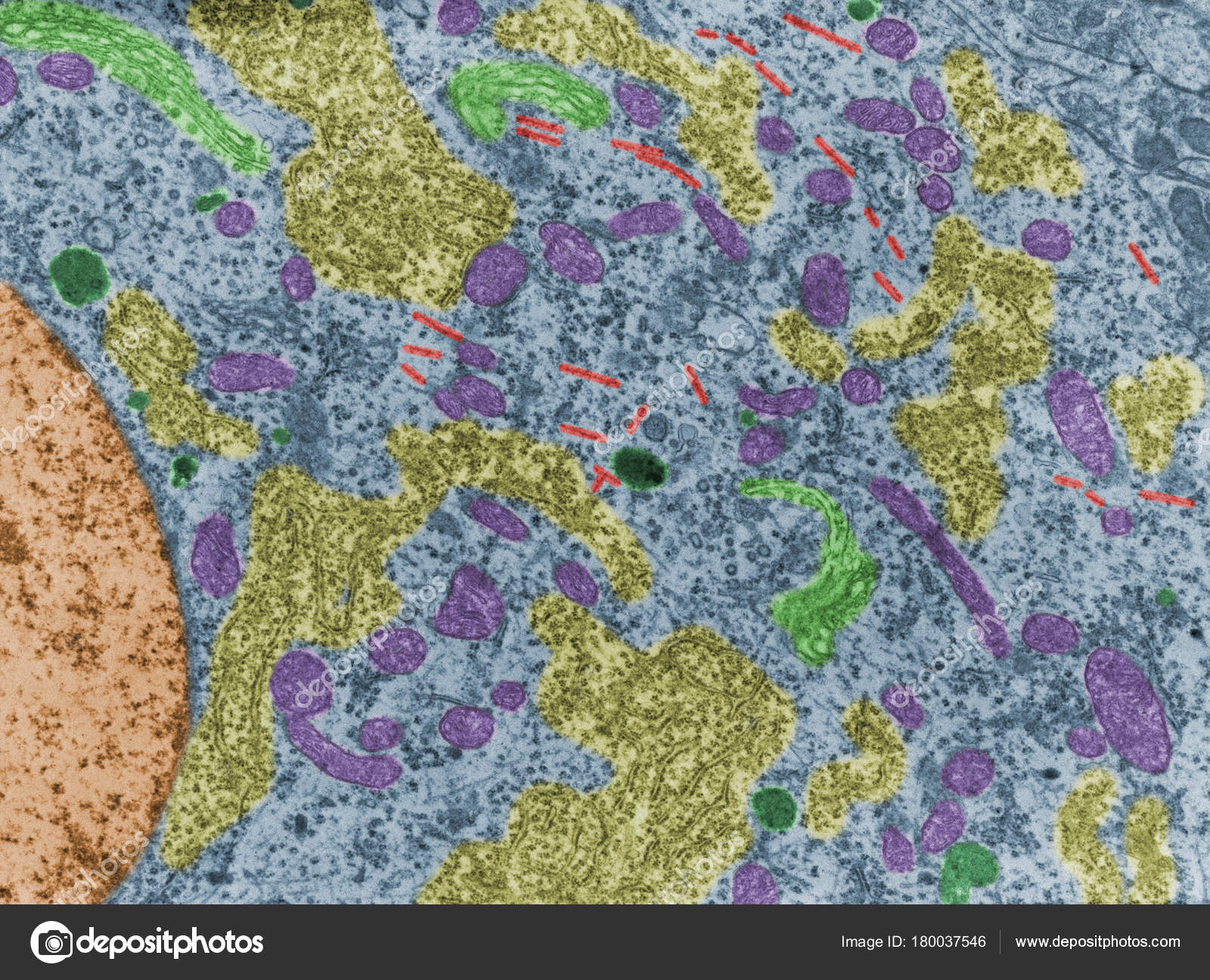 Mitochondria Electron Microscope Color
