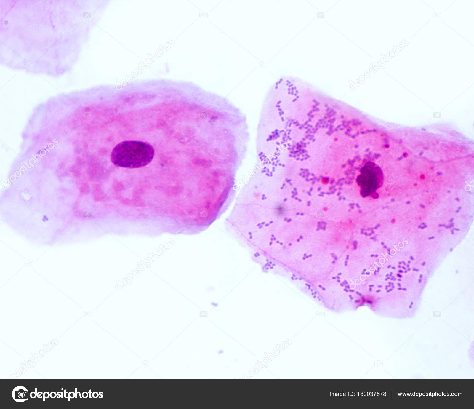 Squamous epithelial cells Stock Photo by ©jlcalvo@ucm.es 180037578