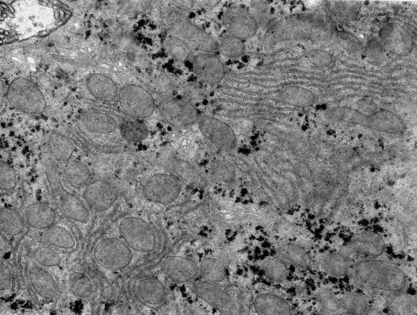 Electron microscope Stock Photos, Royalty Free Electron microscope ...