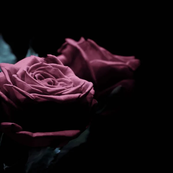 Rose black background Stock Photos, Royalty Free Rose black background ...