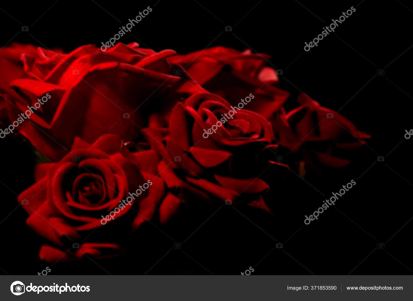 Beautiful Red Roses Black Background — Stock Photo © fle-x-elf #371853590