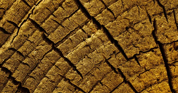 Wood under microscope Stock Photos, Royalty Free Wood under microscope ...