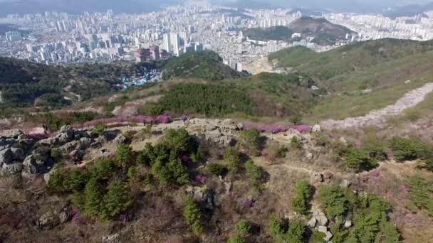 Spring Flowers Blooming Hwangryeongsan Mountain Busan South Korea Asia ...