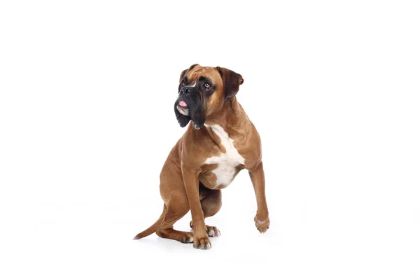 European boxer dog bottom front teeth Stock Photos, Royalty Free ...