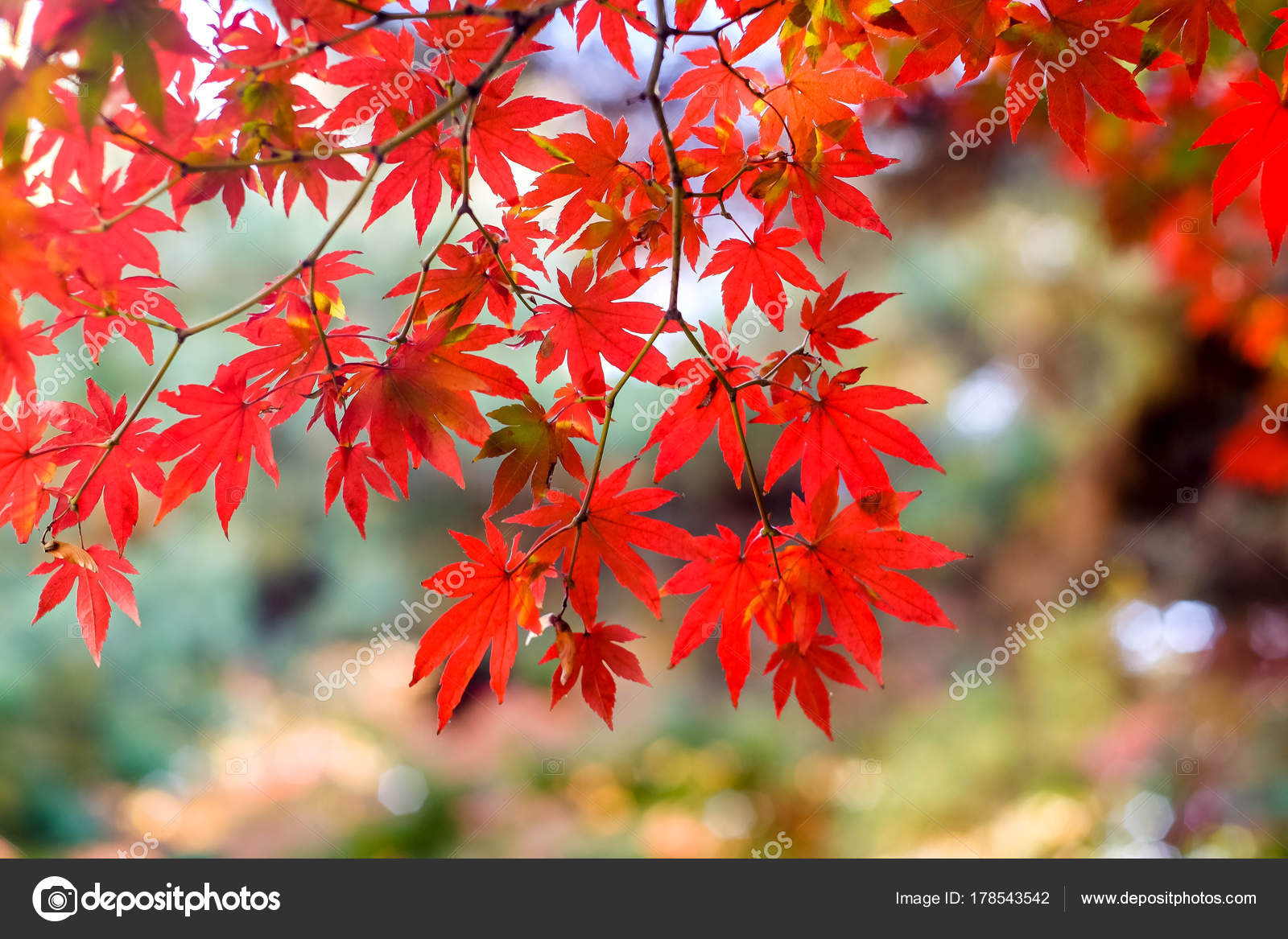 Red maple Stock Photo by ©hippypai.gmail.com 178543542