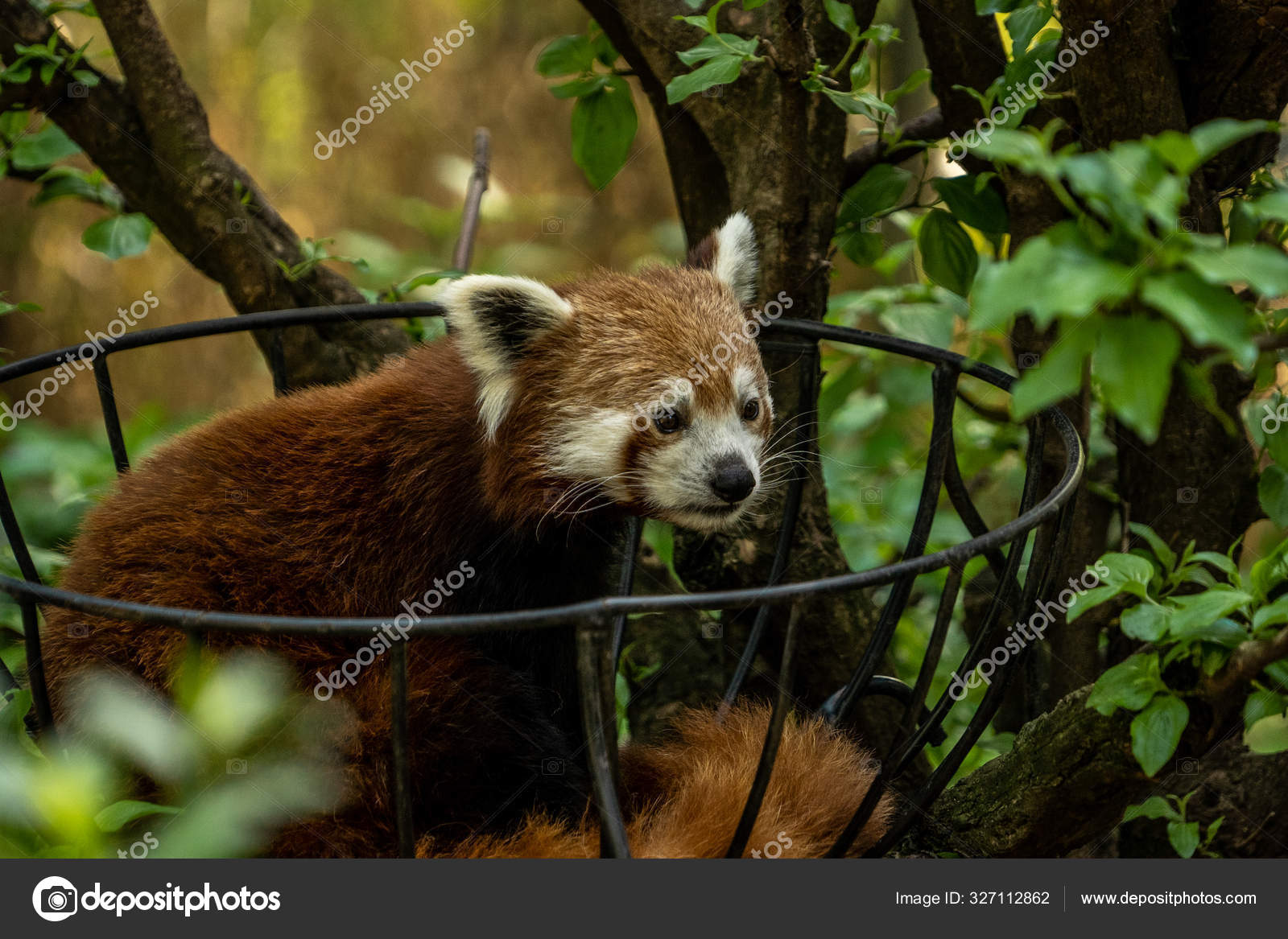 Red Panda Central Park Zoo New York City Wildlife New Stock Photo by ...