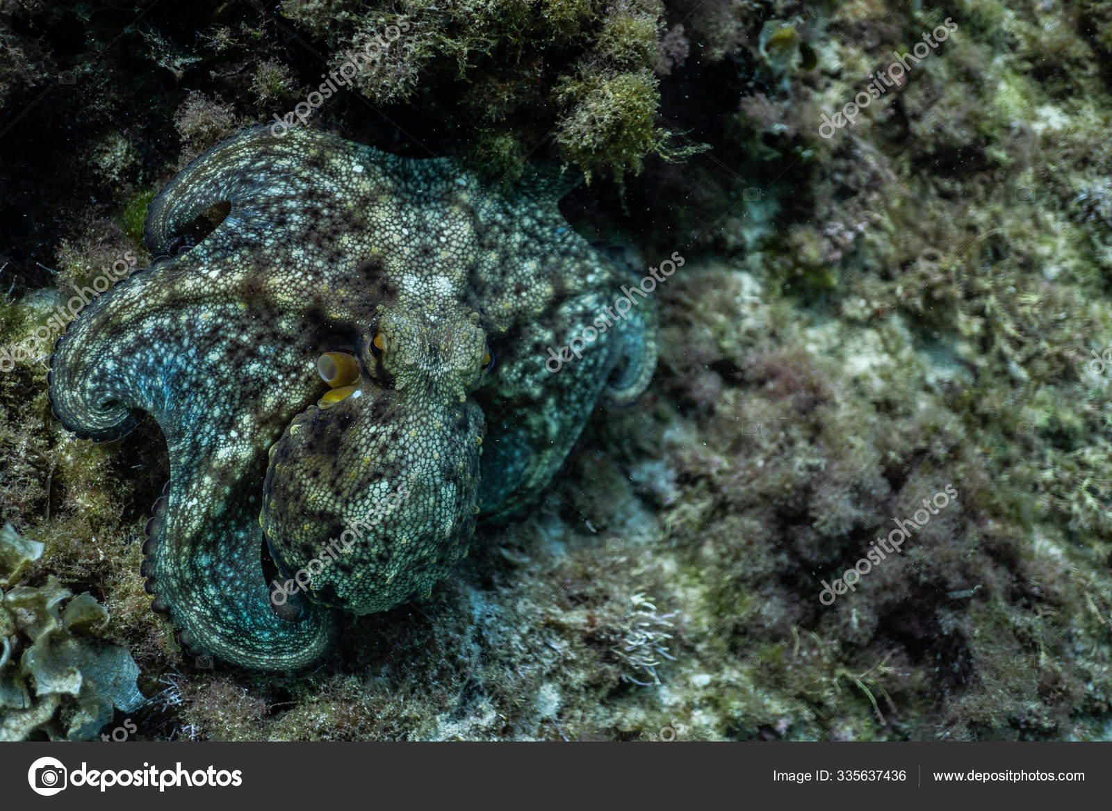 Wild octopus under water, beautiful Palma de Mallorca wild life ...