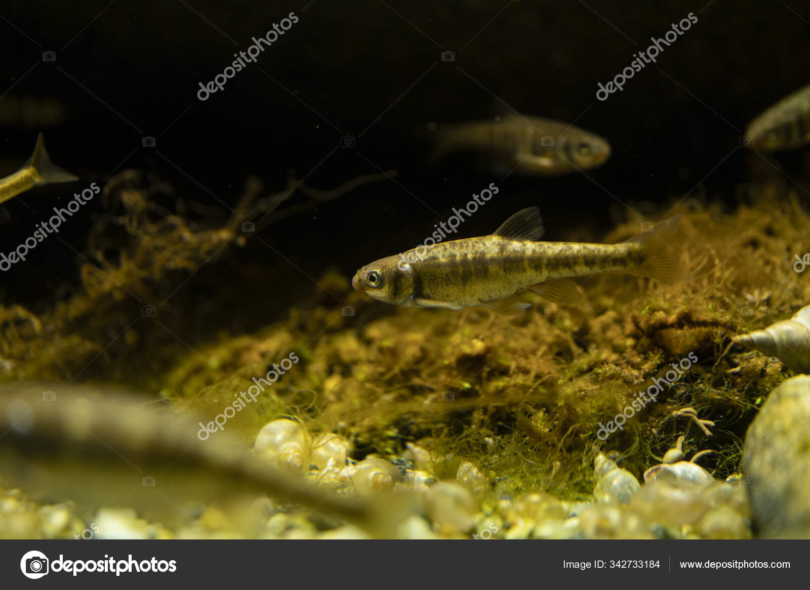 Phoxinus phoxinus underwater, minnow swimming underwater — Stock Photo ...