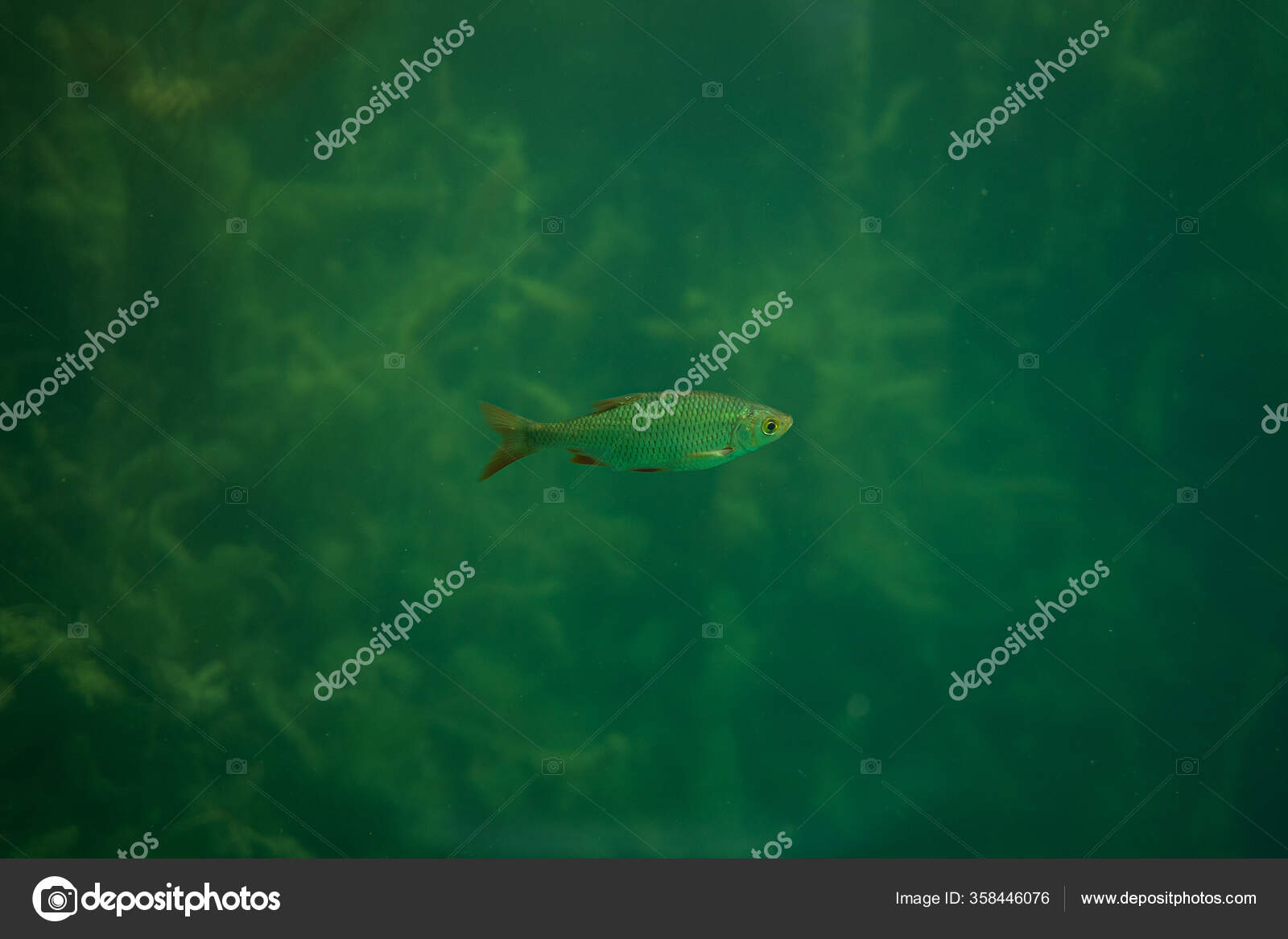 Rutilus Rutilus Roach Fish Beautiful Lake Austria Underwater ...