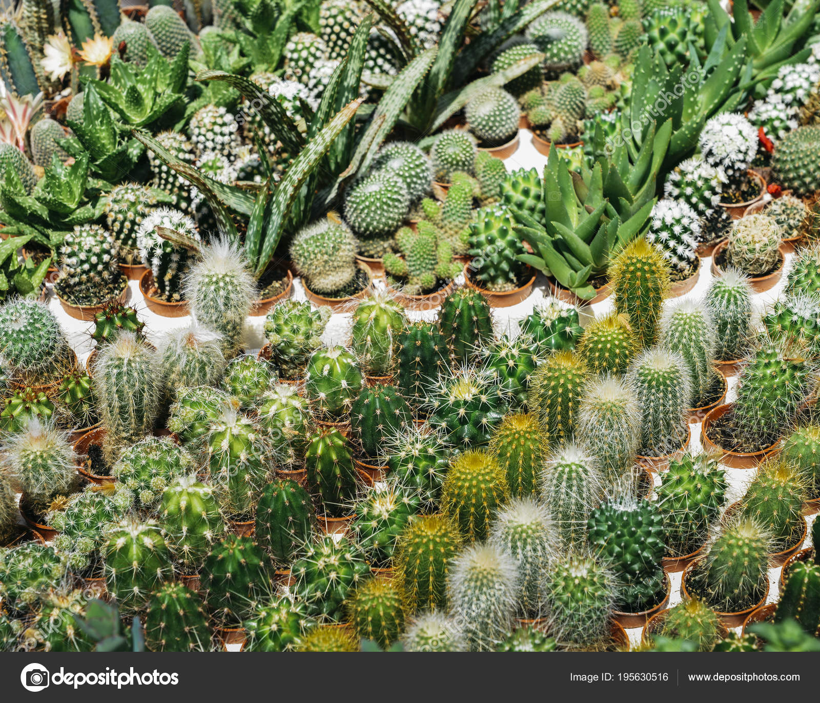 Many cactus in the pot are sort row on the table, Pink flower of cactus ...