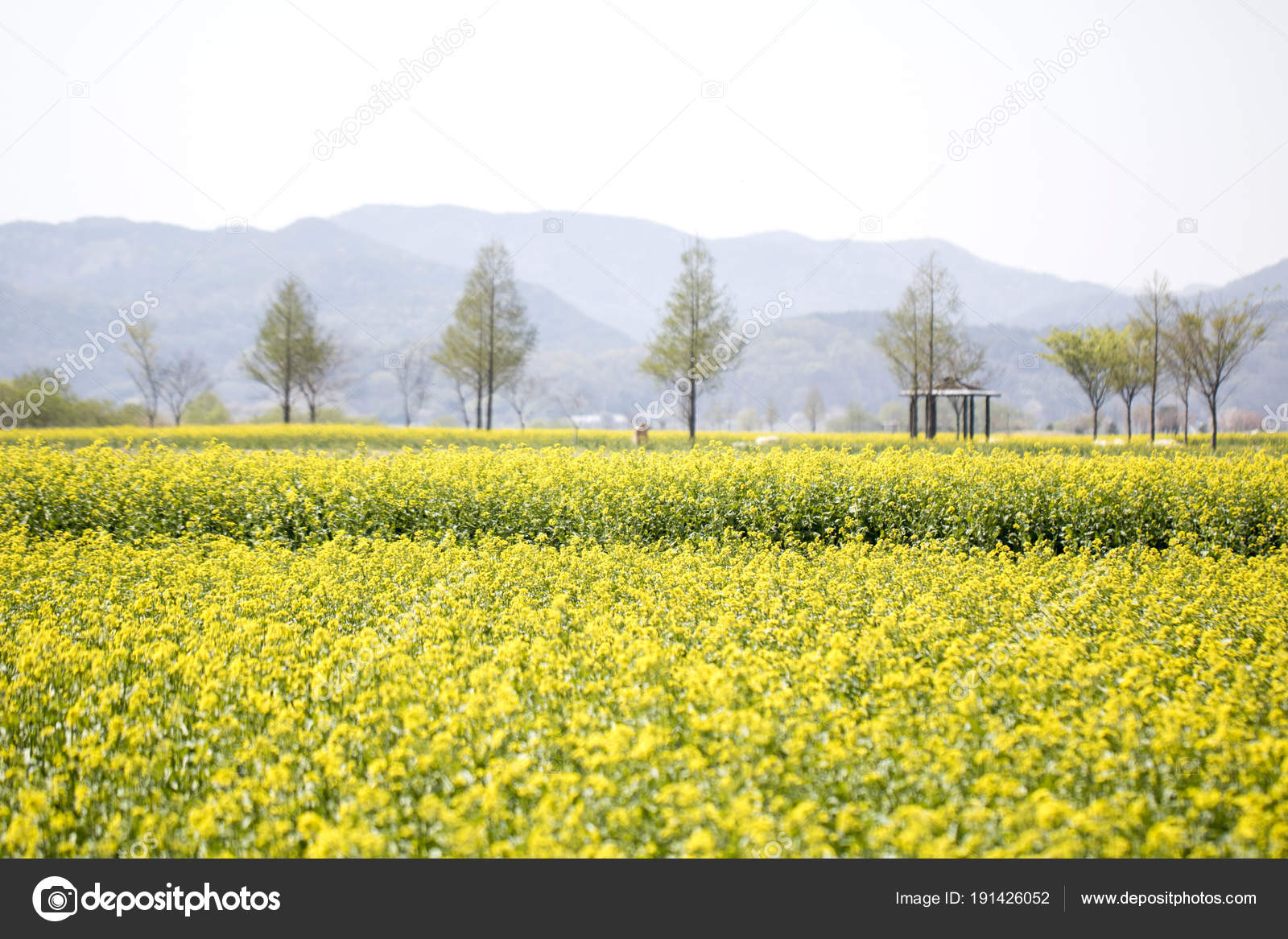 Rapeseed Flowers Field Stock Photo by ©onejewel71 191426052
