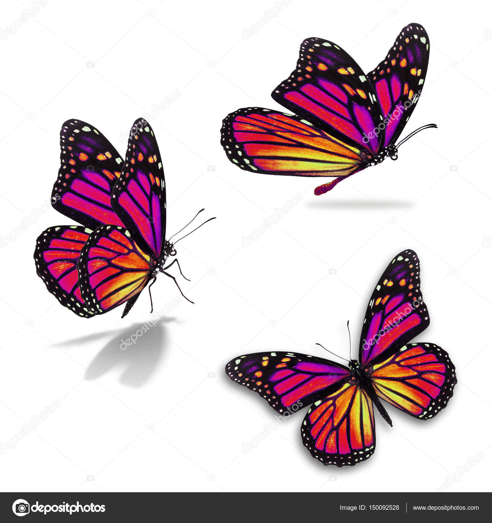 Three monarch butterfly Stock Photo by ©thawats 150092528