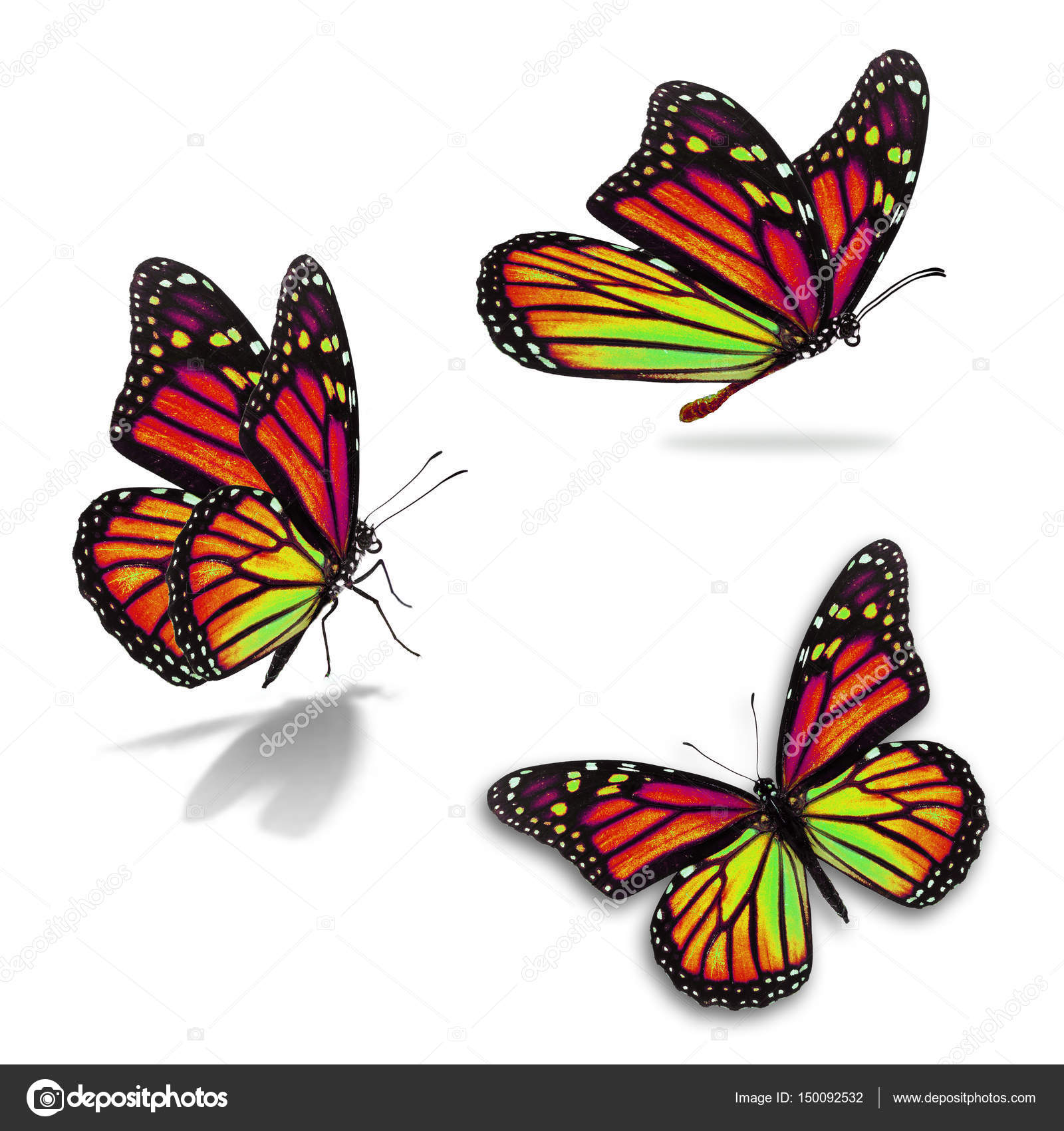 Three monarch butterfly Stock Photo by ©thawats 150092532