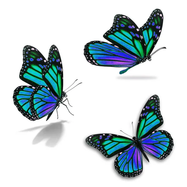 Three blue butterfly — Stock Photo © thawats #70653945