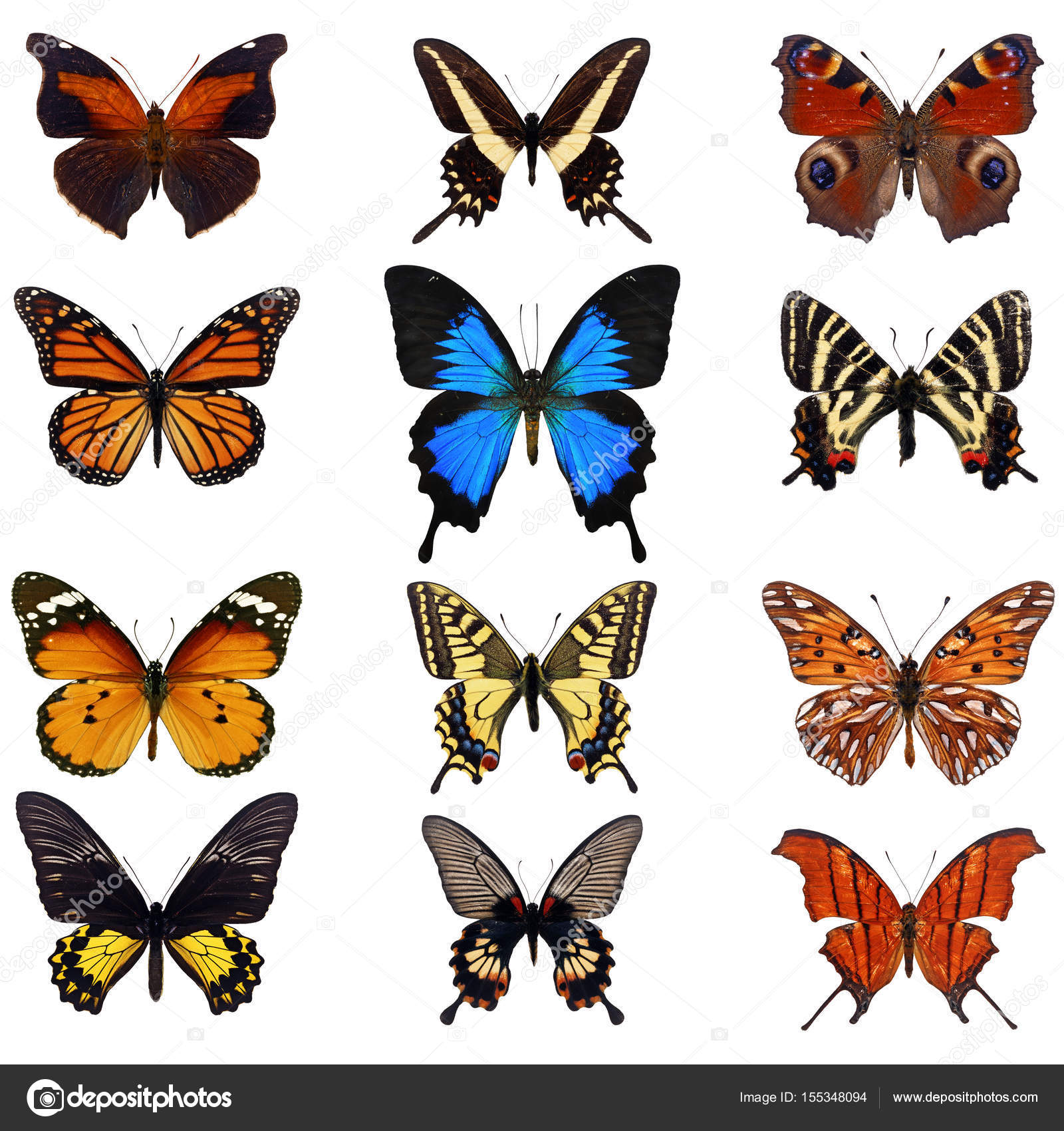 Colorful butterfly isolated Stock Photo by ©thawats 155348094 Colorful butterfly isolated Stock Photo by ©thawats 155348094