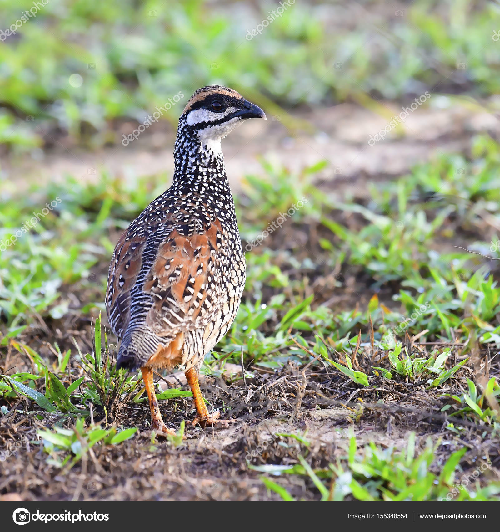Chinese Francolin bird Stock Photo by ©thawats 155348554