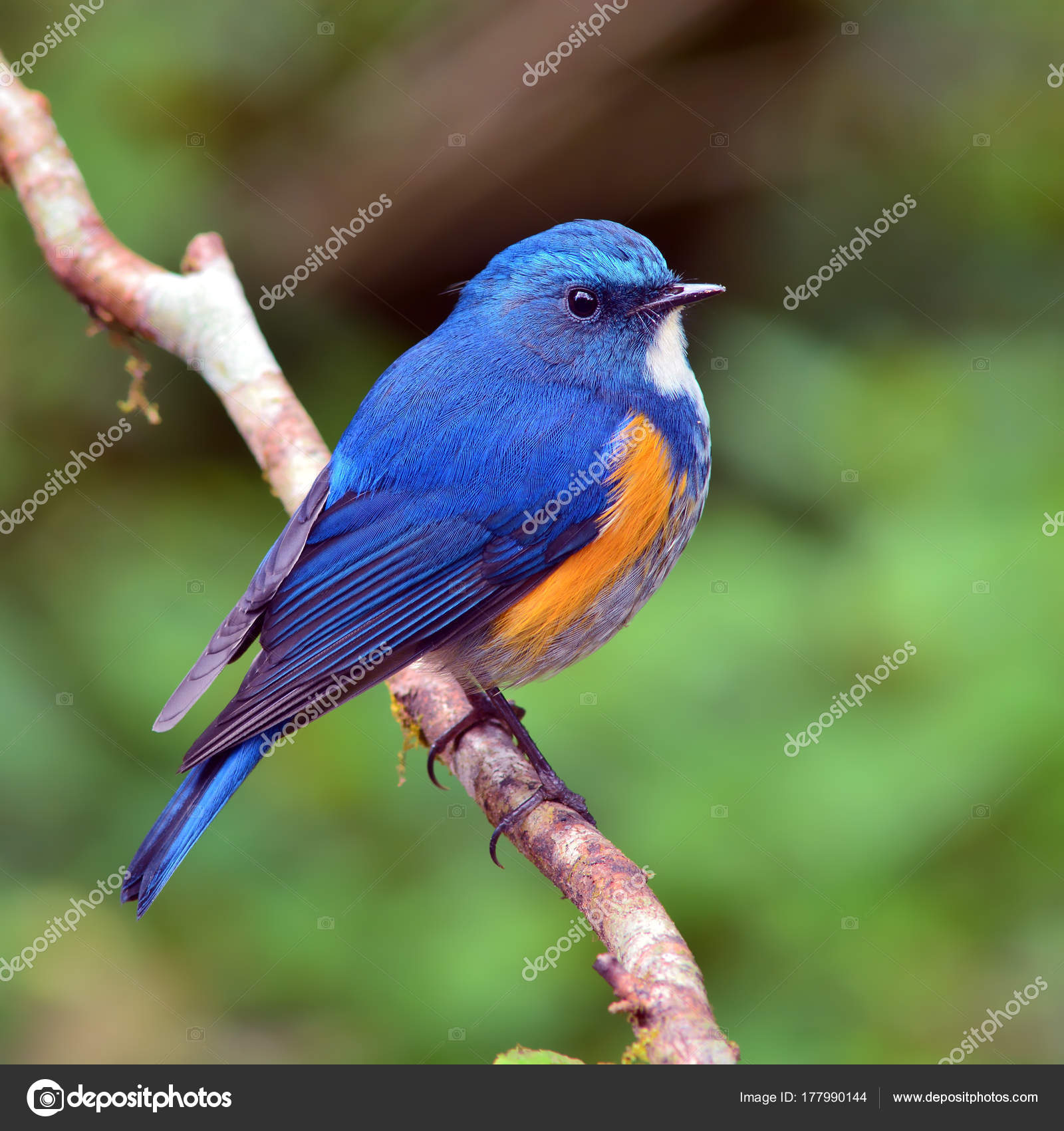 Orange-flanked Bush Robin bird — Stock Photo © thawats #177990144