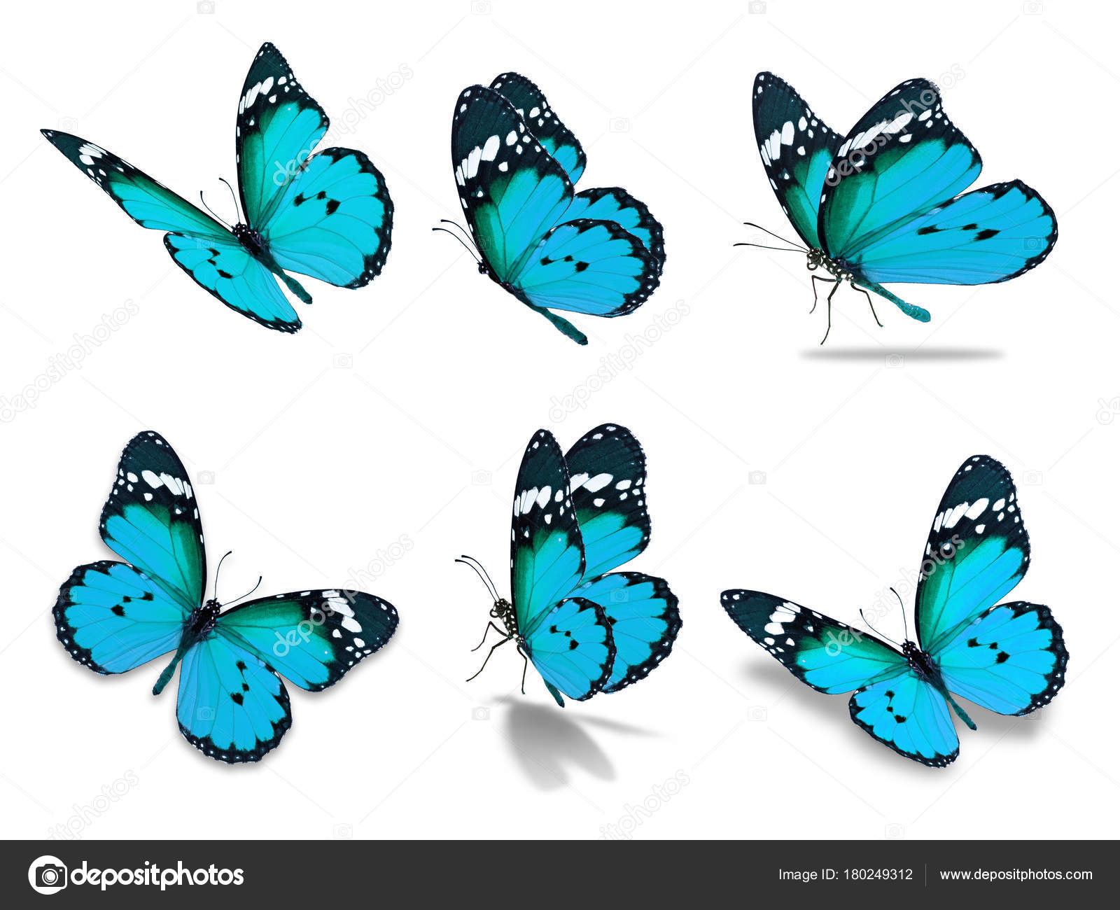 Six monarch butterfly — Stock Photo © thawats #180249312