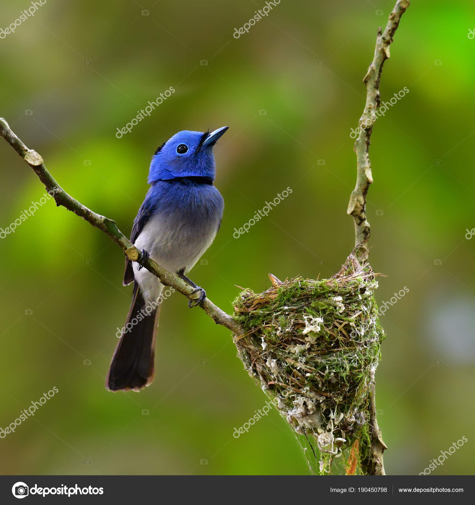 Black-naped monarch bird — Stock Photo © thawats #190450798