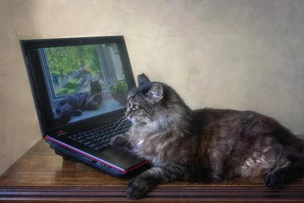 Cat tablet computer Stock Photos, Royalty Free Cat tablet computer ...