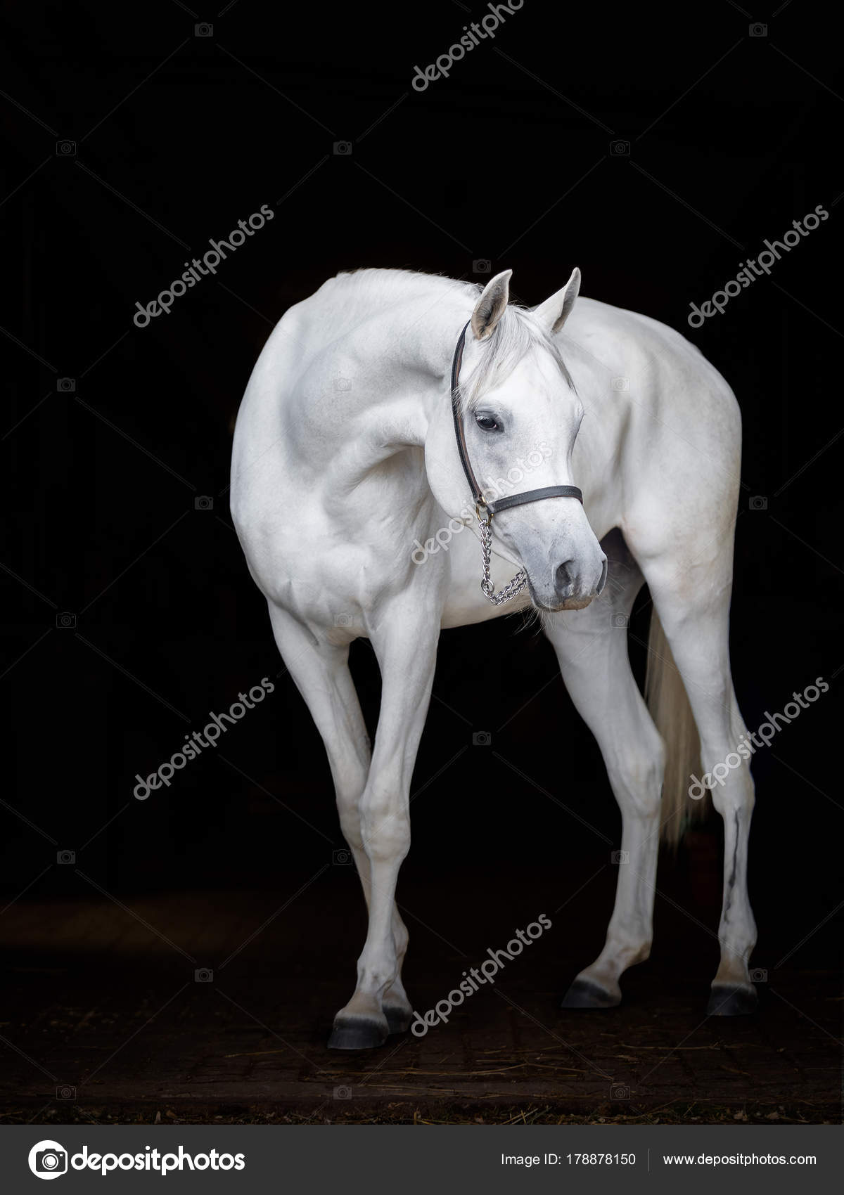 Portrait White Arab Horse Utmost Black Background Stock Photo by ...