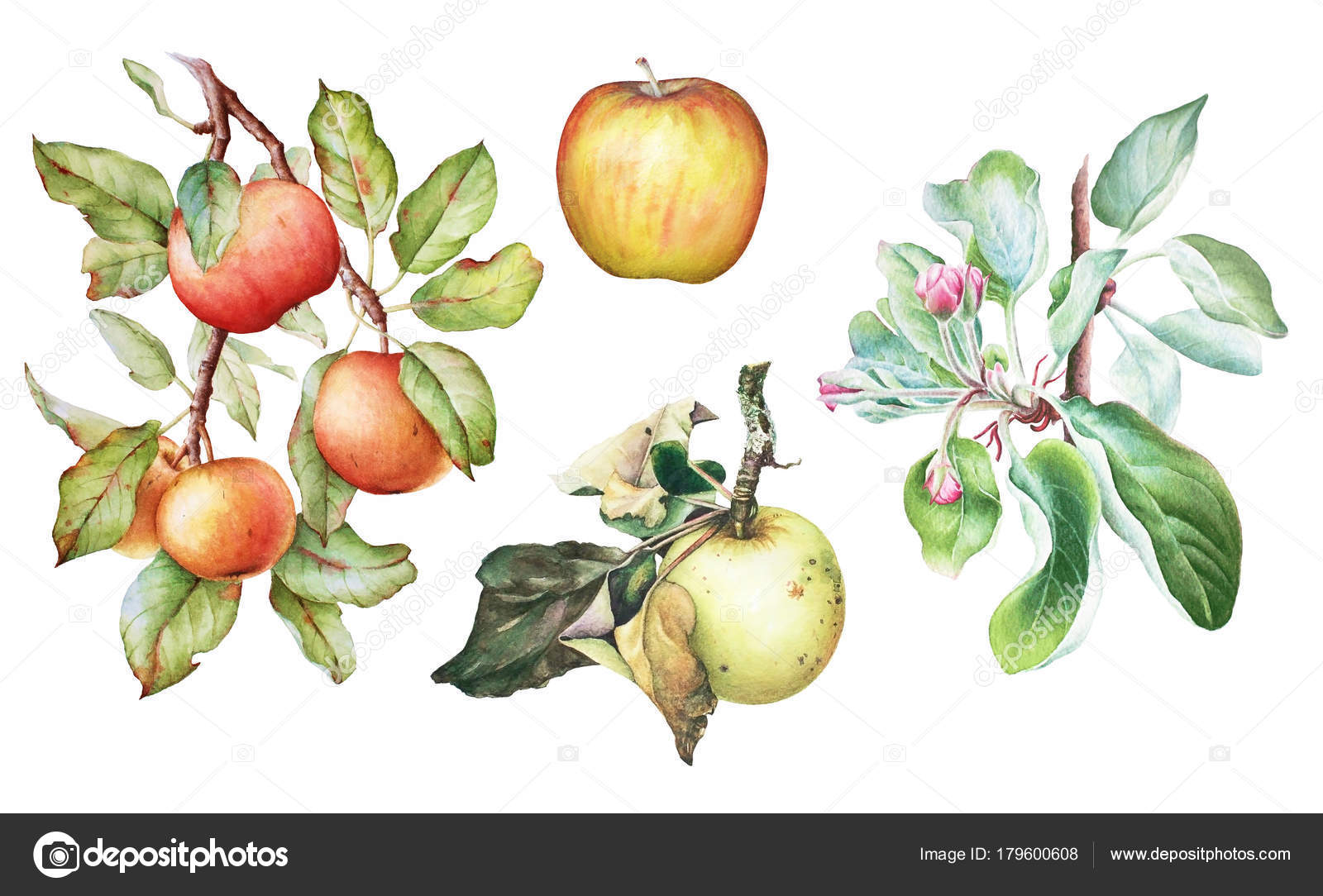 Apple Tree Branch Flowering