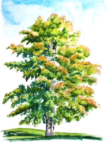 Big tree drawing Stock Photos, Royalty Free Big tree drawing Images ...