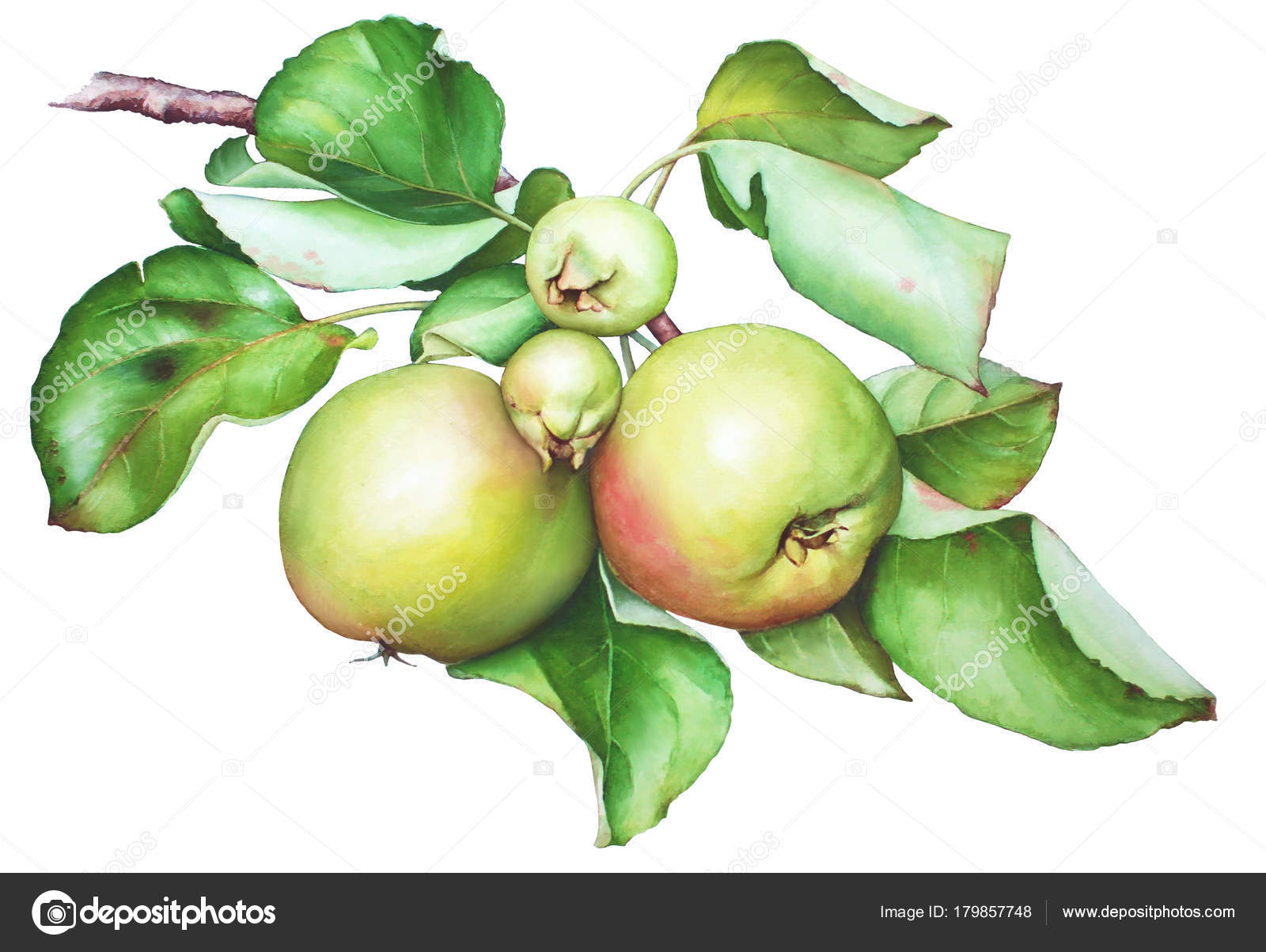 Watercolor Hand Drawn Apple Tree Branch Apples Leaves Isolated White ...