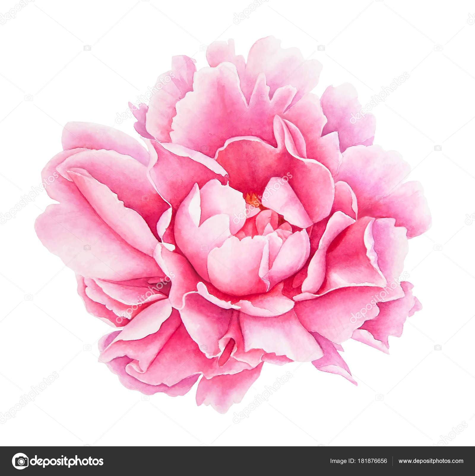 Peony Drawing Background