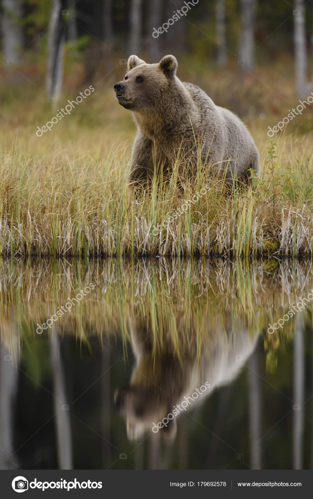 Water Reflextion Brown Bear Ursus Arctos Typical Nordic European Forest ...