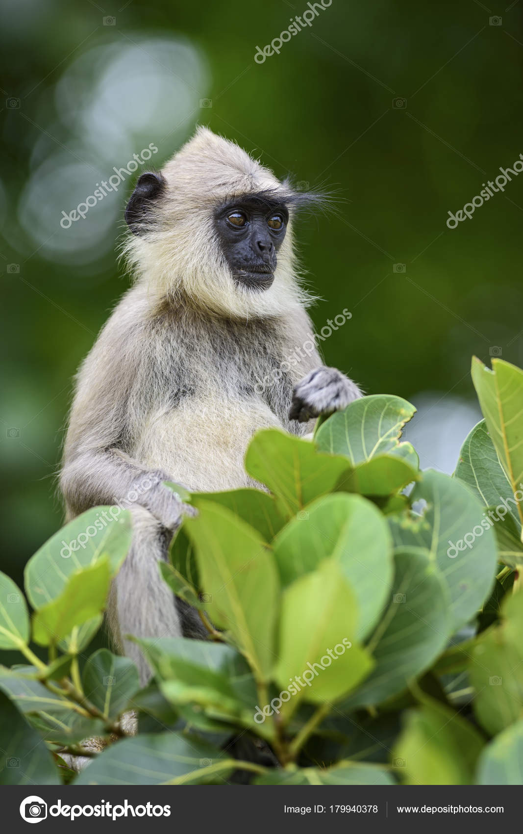 Hanuman Langur Semnopithecus Entellus Sri Lanka Sitting Branch Tree ...
