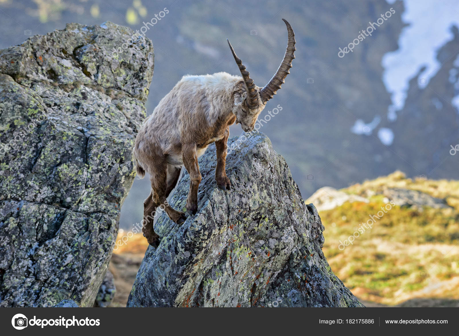 Alpine Ibex