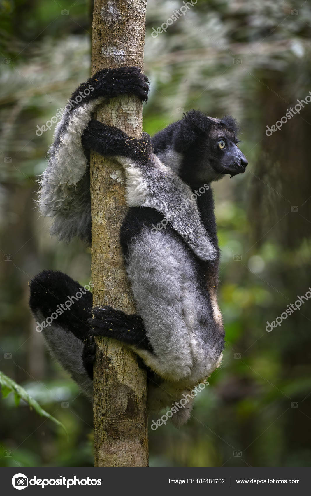 Indri Indri Indri Rain Forest Madagascar East Coast Cute Primate Stock ...