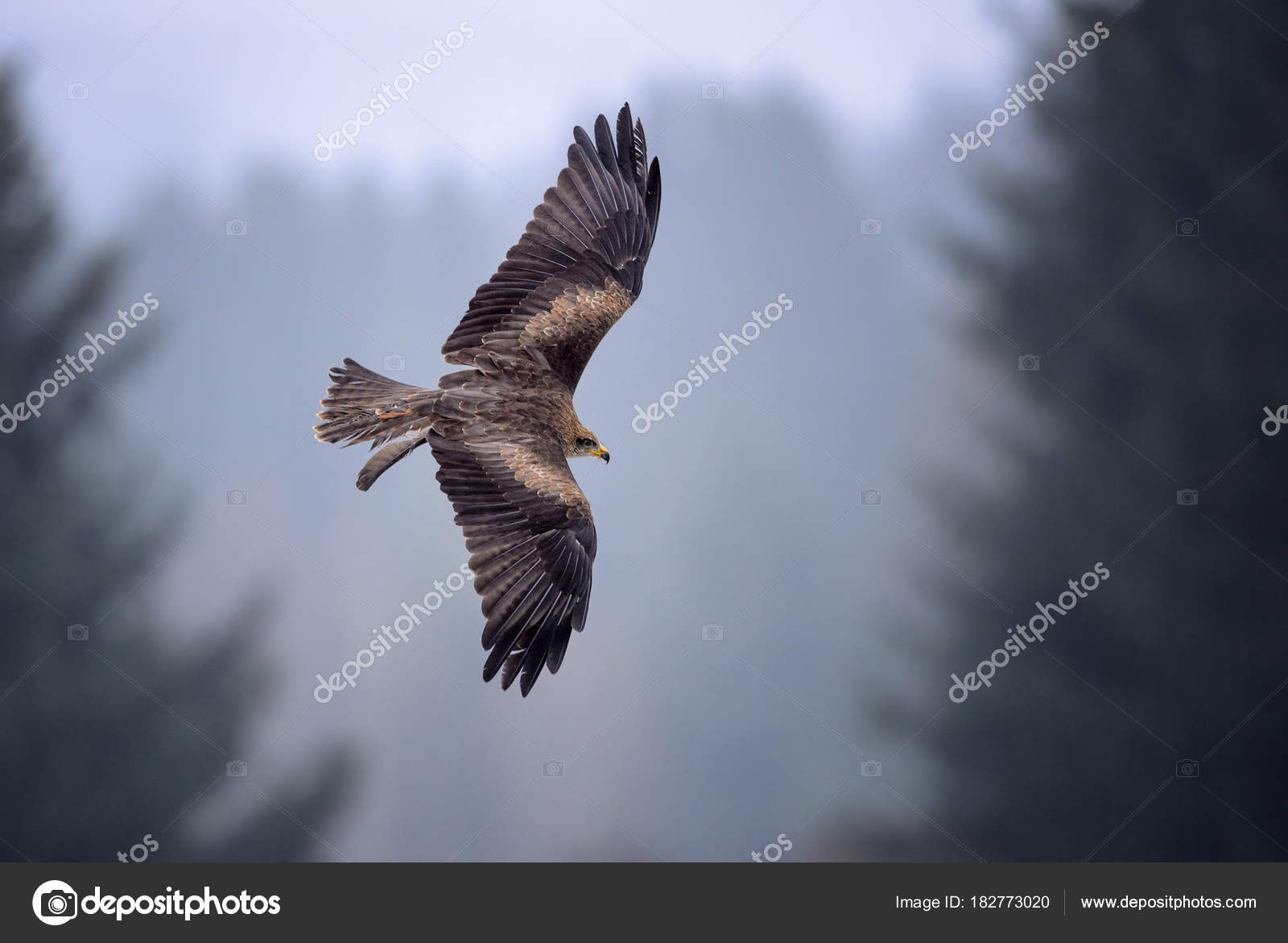 Black Kite Milvus Migrans Beautiful Brown Raptor European Forest ...