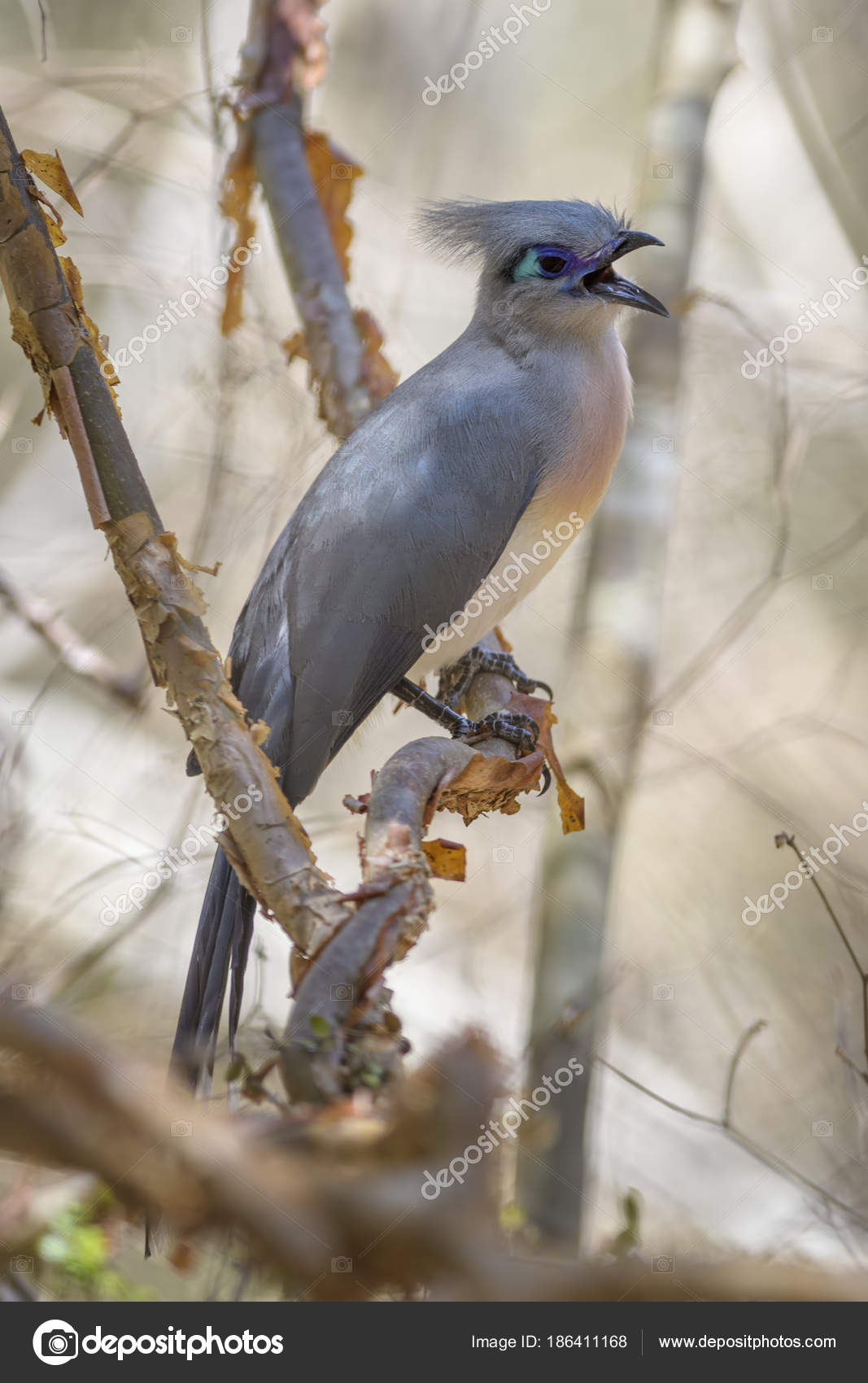 Crested Coua Coua Cristata Unique Beautiful Endemic Bird Madagascar Dry ...