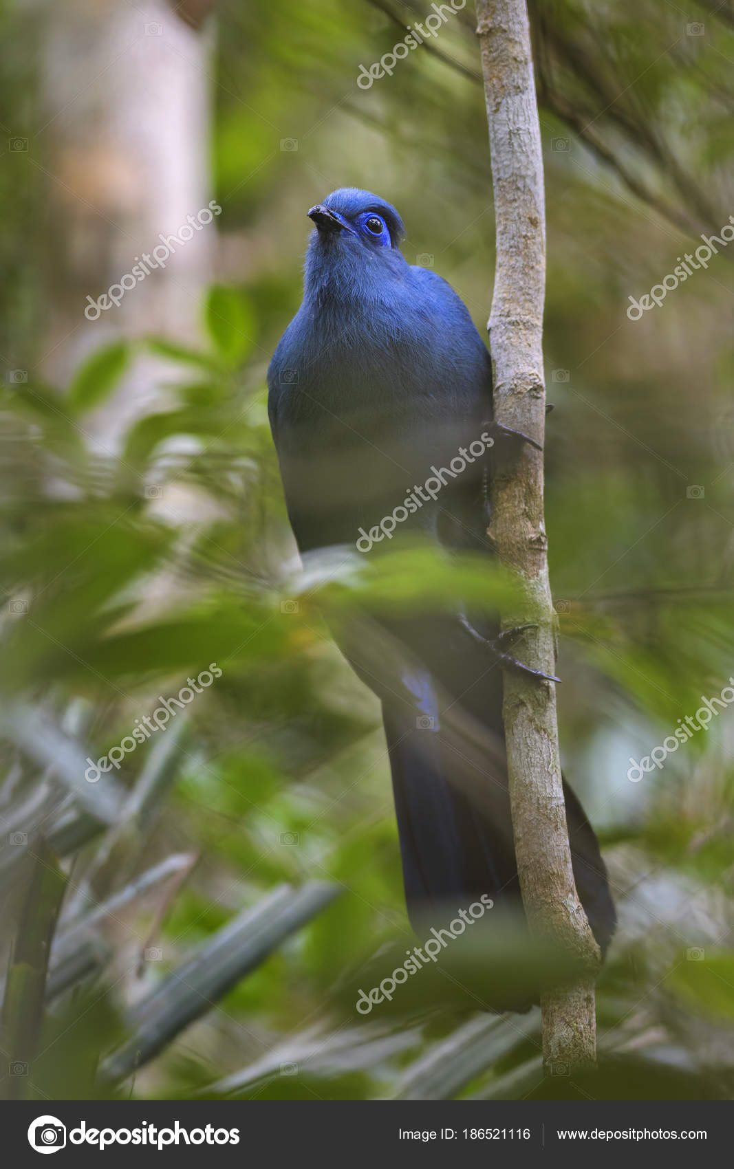 Blue Coua Coua Caerulea Unique Beautiful Endemic Blue Bird Madagascar ...