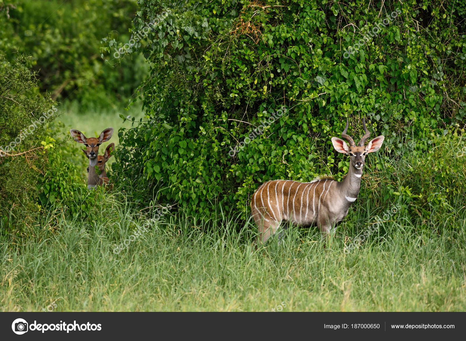 African Striped Deer
