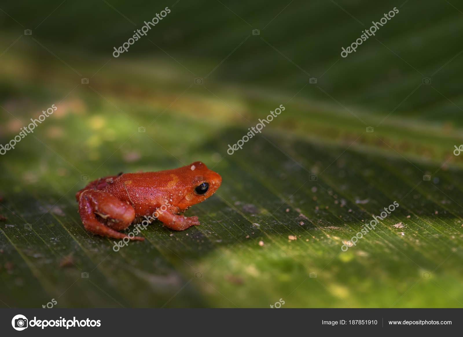 Golden Mantella Mantella Aurantiaca Beautiful Endemic Golden Frog ...
