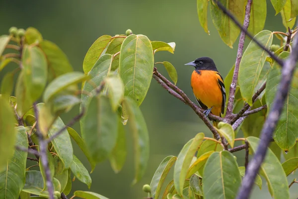 Galbula Stock Photos, Royalty Free Galbula Images | Depositphotos®