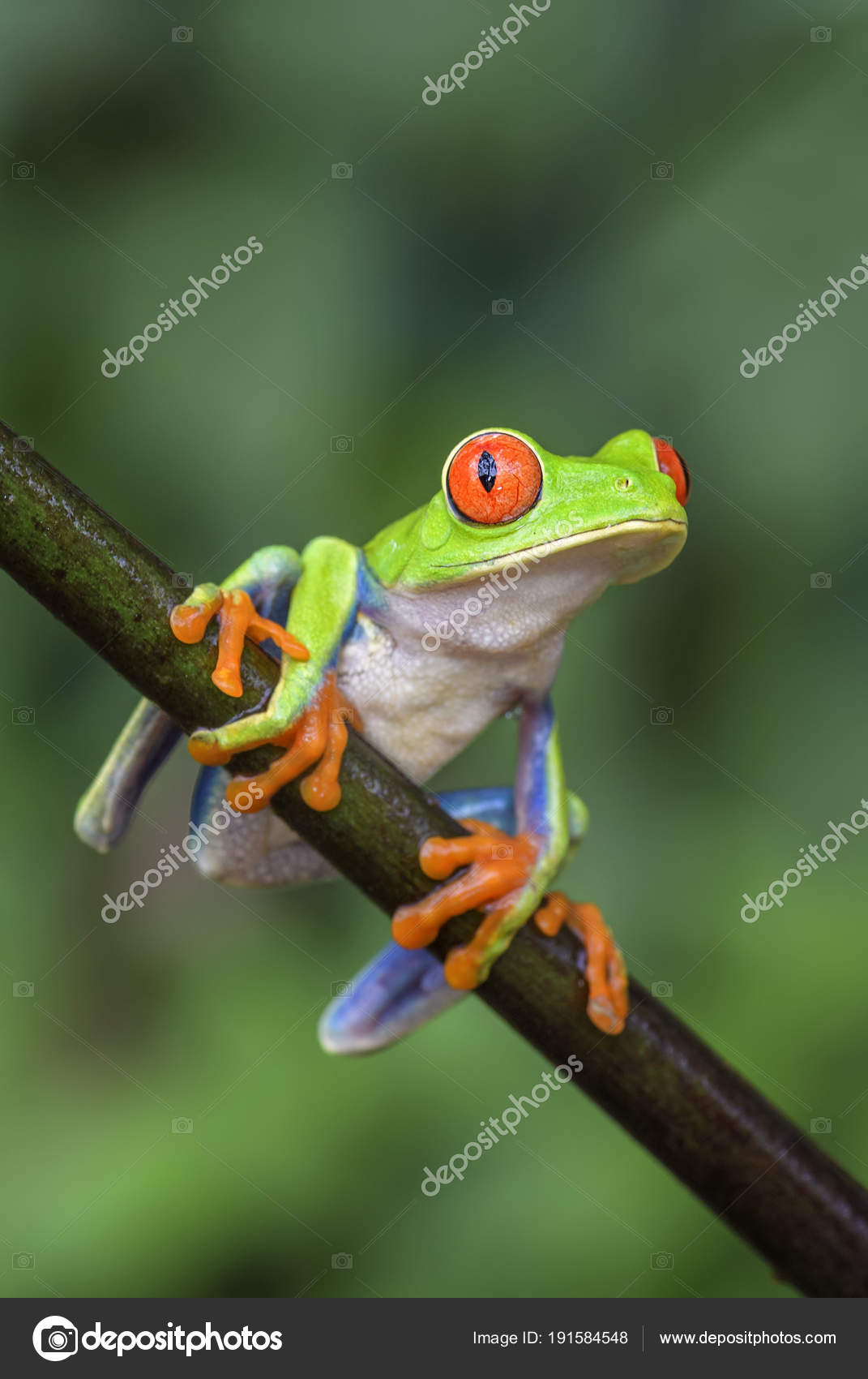 Grenouille Verte Aux Yeux Rouges Grenouille à Yeux Rouges Espionnant