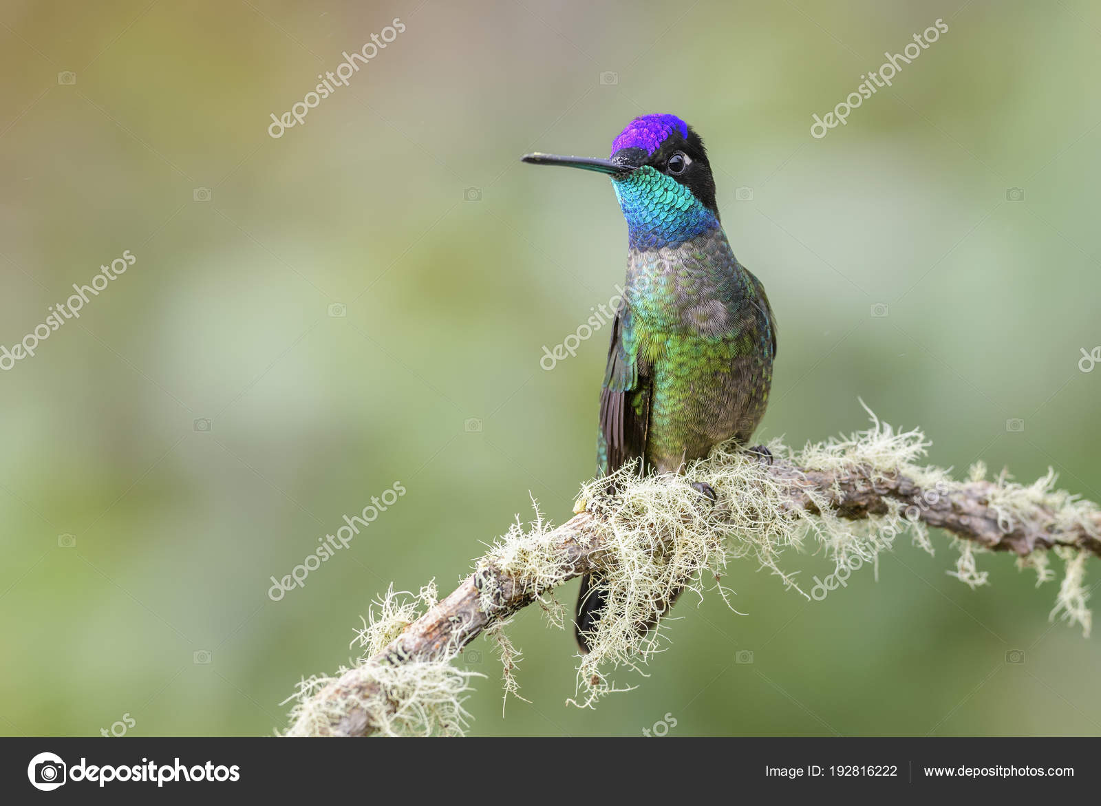 Colorful Hummingbird Photography