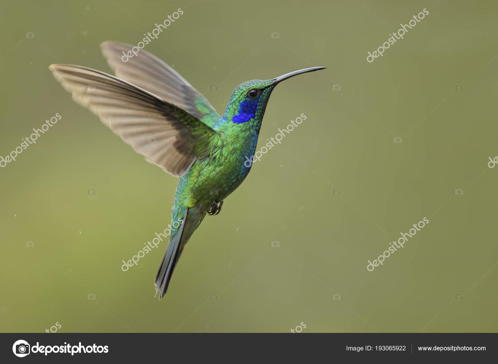 Oreja Violeta Verde Colibri Thalassinus Hermoso Colibrí Verde Los ...