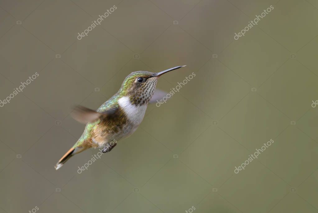 Colibr Volc n - Selasphorus flammula, hermoso y colorido colibr peque o de los bosques de Am ...